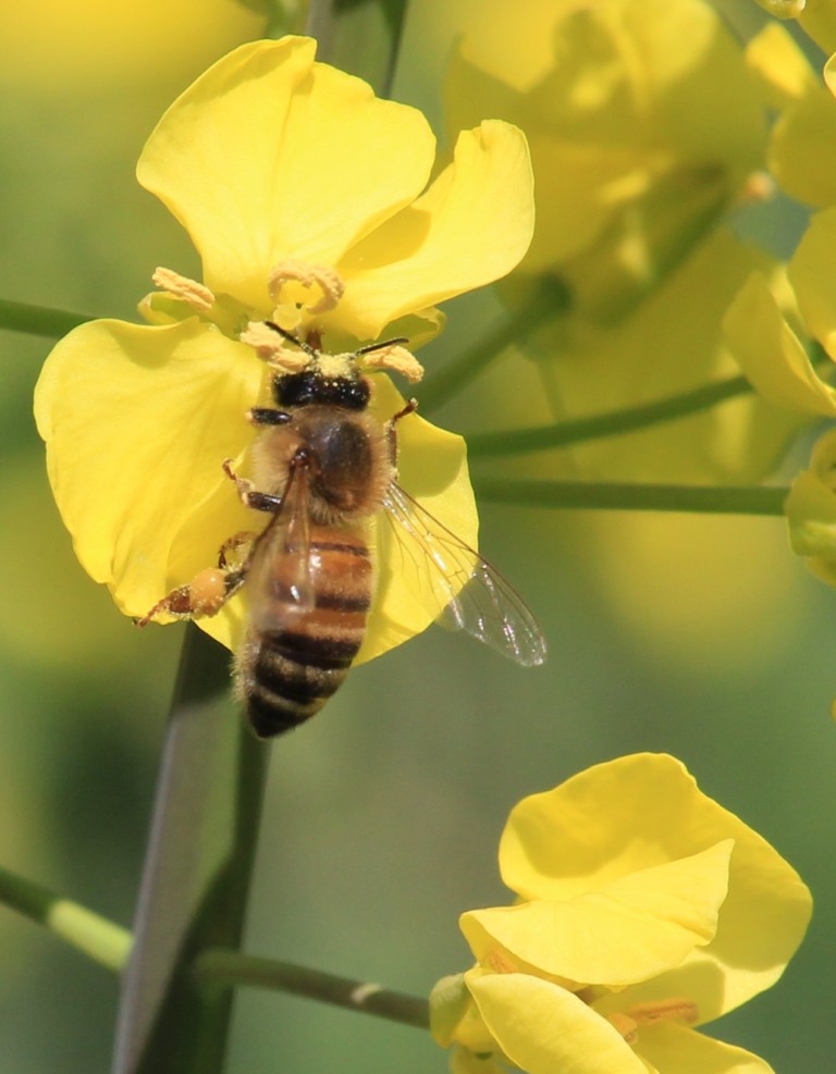 Pollinator Health – Crop Production – U.S. Canola Association – non ...