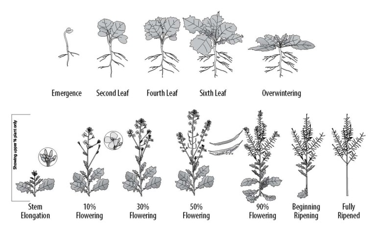 Spring & Winter Canola – Crop Production – U.S. Canola Association ...