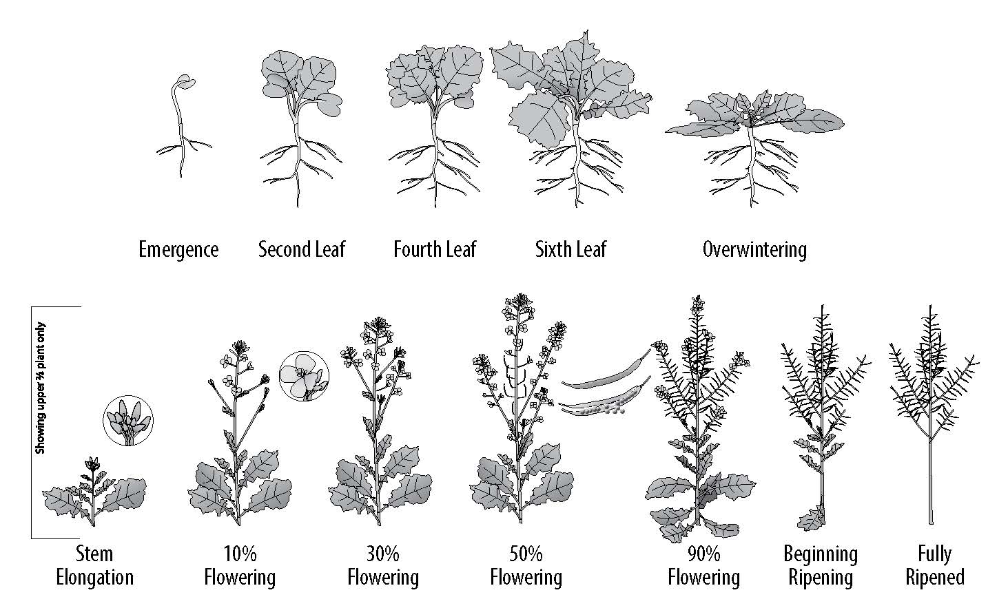 Spring & Winter Canola – Crop Production – U.S. Canola Association ...