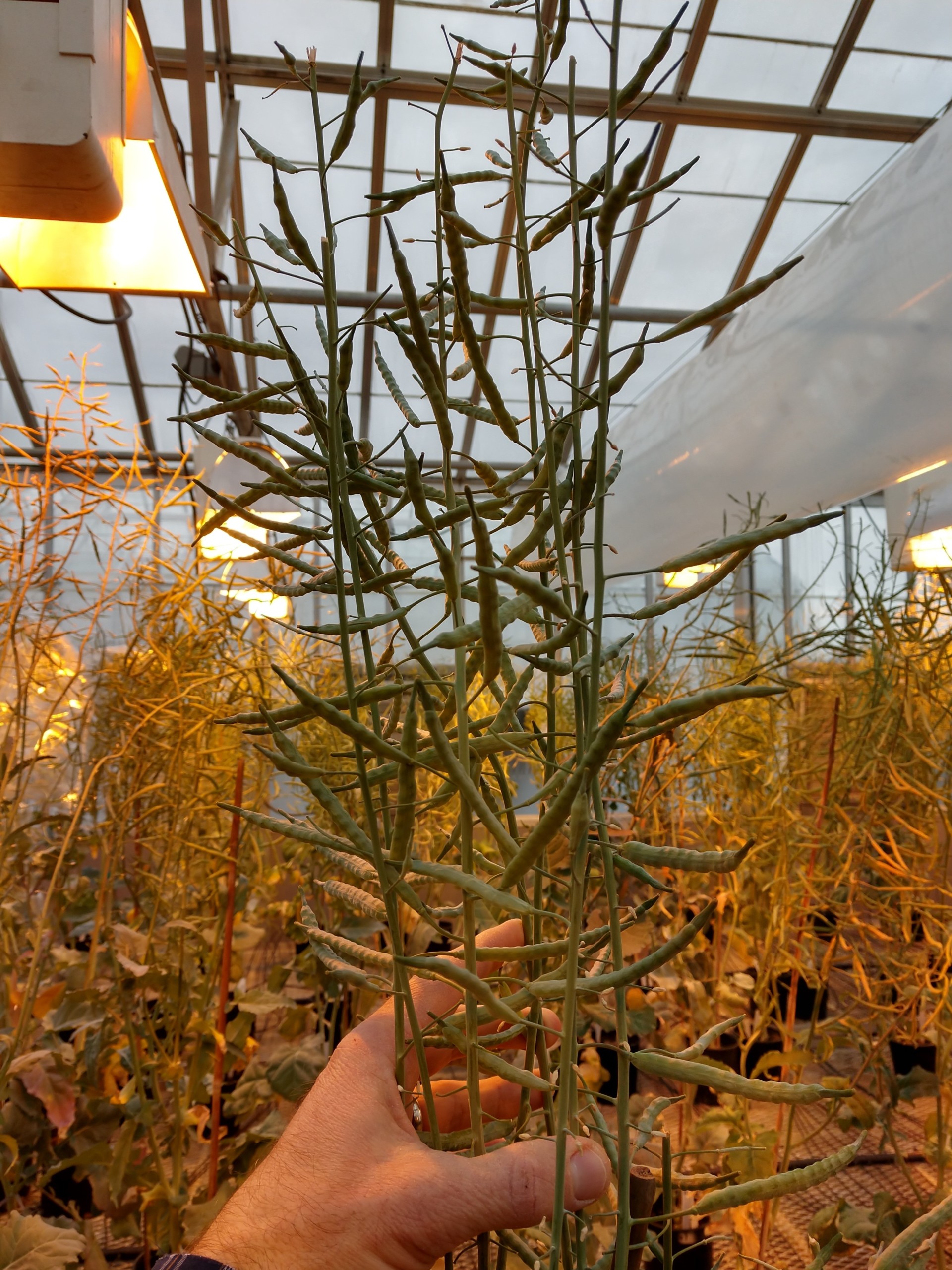 ‘Summery’ Winter Canola Development in Great Plains | U.S. Canola ...