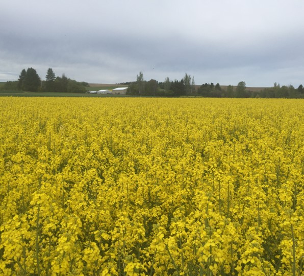 Advances in Canola Breeding and Agronomy in Pacific Northwest | U.S ...