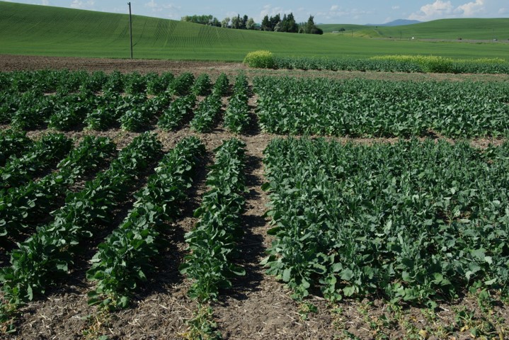 Advances in Canola Breeding and Agronomy in Pacific Northwest | U.S ...