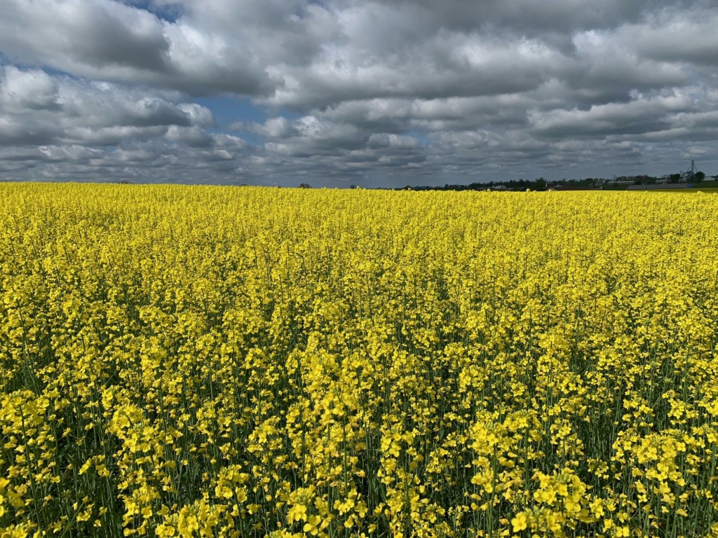 Organic Canola Production: Challenges and Opportunities for U.S ...
