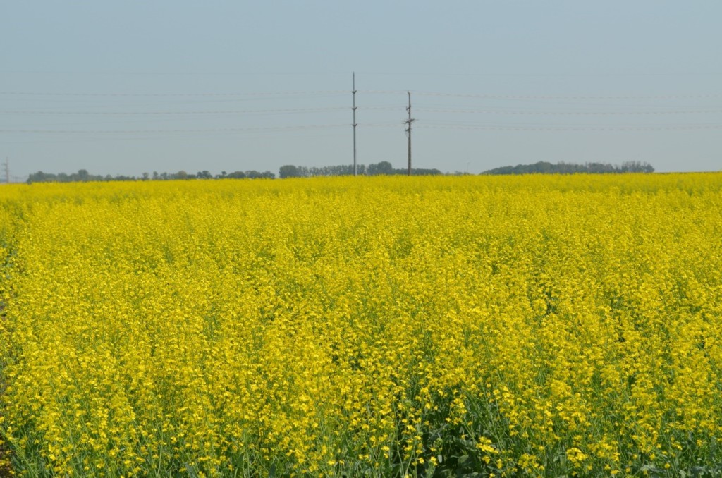Clubroot Incidence and Management in Canola | U.S. Canola Association