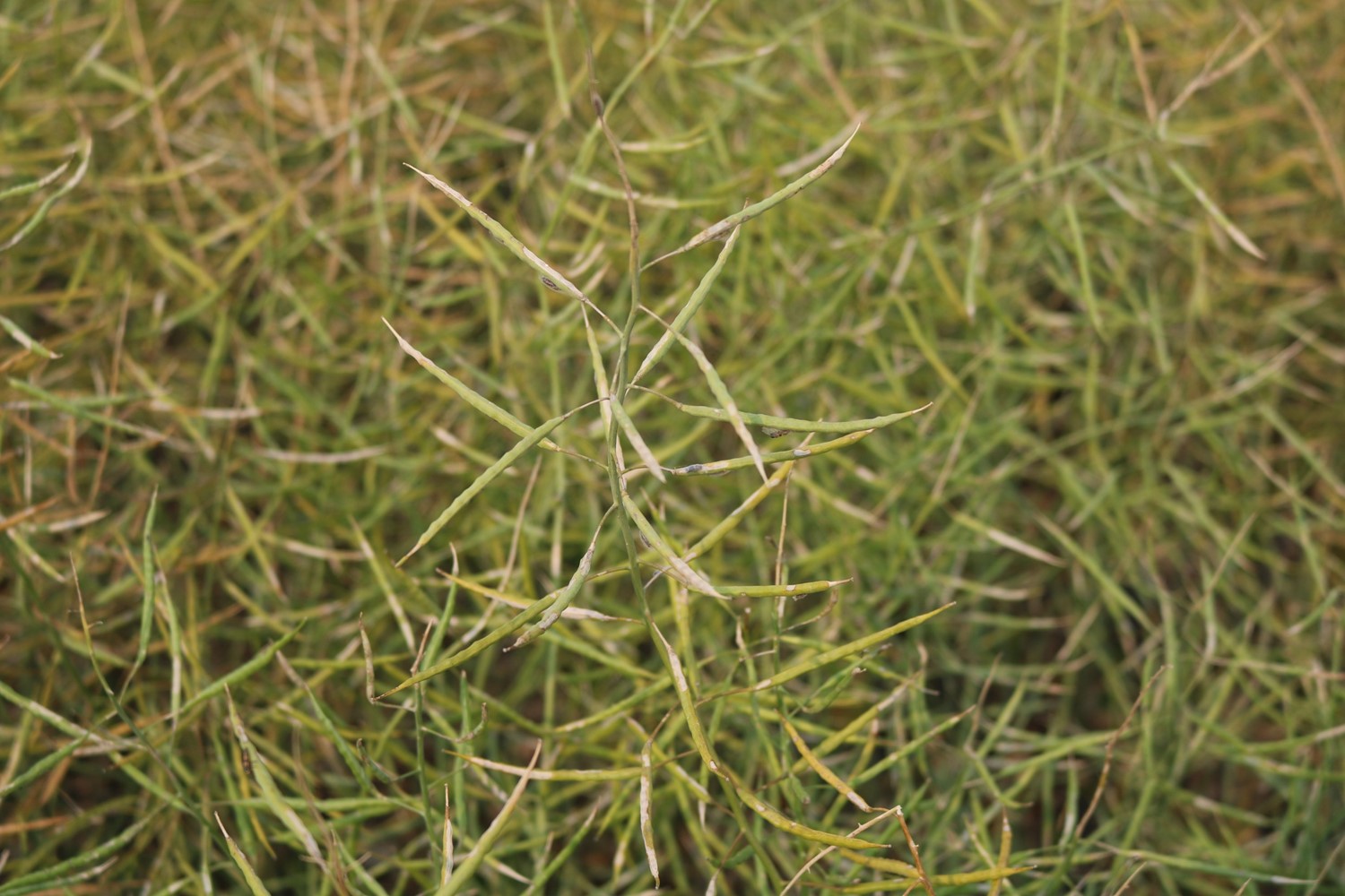Canola Pod Shattering: To Swath or Not to Swath? | U.S. Canola Association Canola Pod Shattering: To Swath or Not to Swath? | U.S. Canola Association