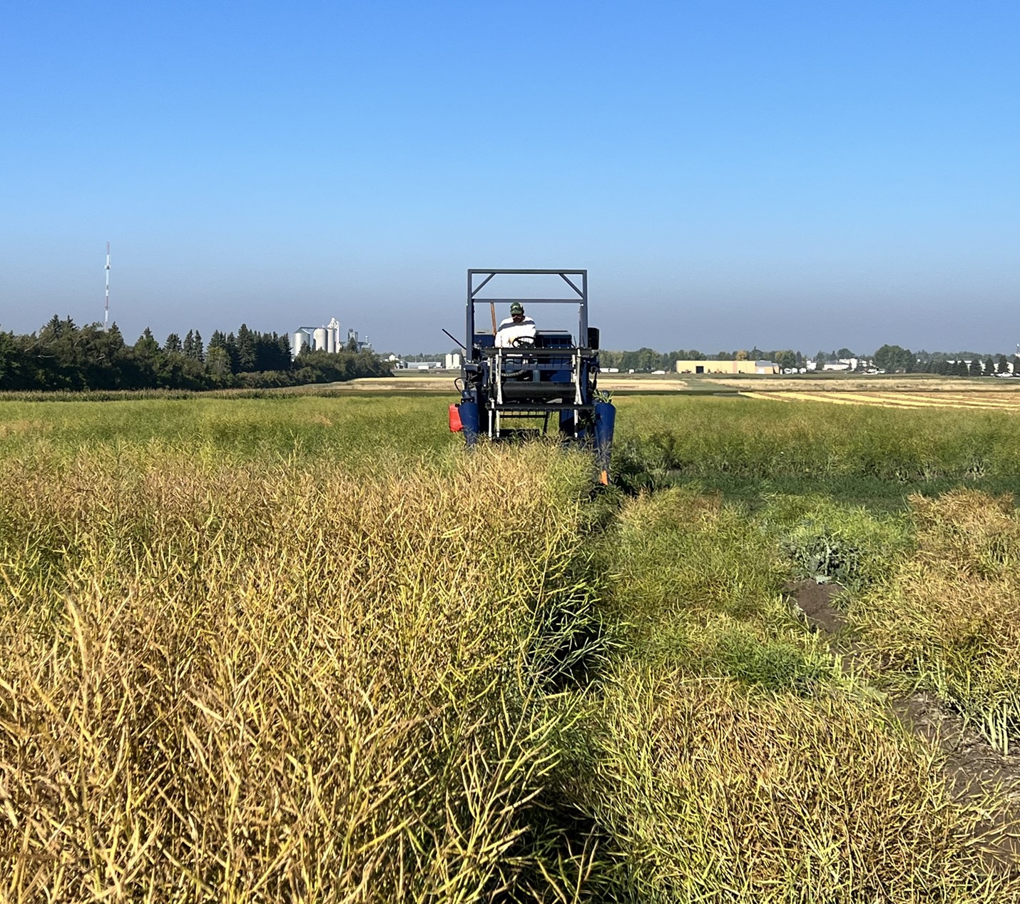 Canola Pod Shattering: To Swath or Not to Swath? | U.S. Canola Association Canola Pod Shattering: To Swath or Not to Swath? | U.S. Canola Association